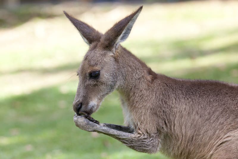 Portrait of an Eating Red Kangaroo in Australia Stock Image - Image of ...