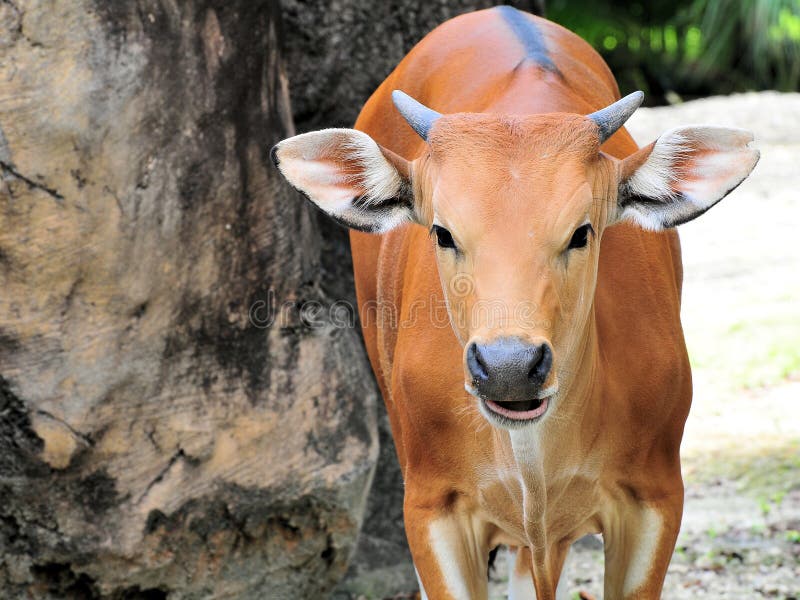 Banteng Sind in Einigen Plätzen in Südostasien Domestiziert Worden ...