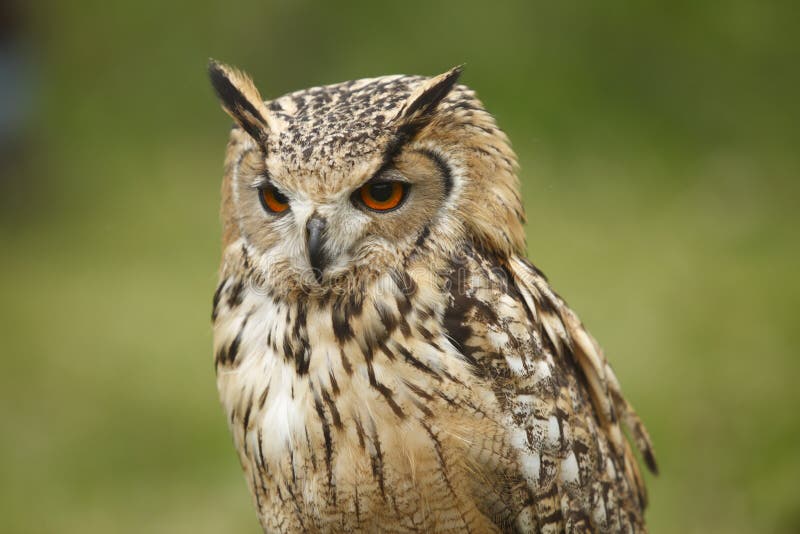 Portrait einer Eule stockfoto. Bild von braun, schnabel - 14515242