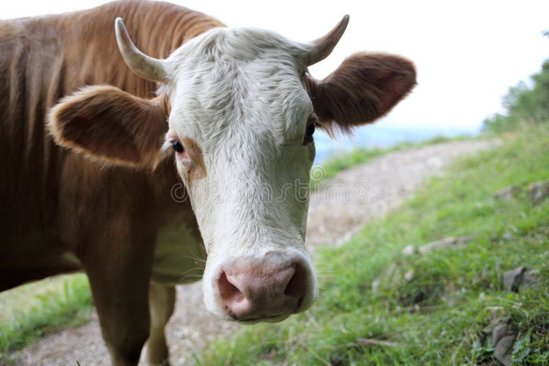 Portrait einer Milchkuh stockbild. Bild von landwirtschaft - 75893057