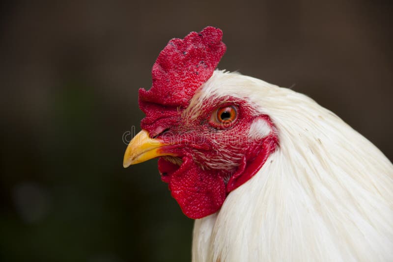 Portrait eines Huhns stockfoto. Bild von huhn, truthahn - 15562034