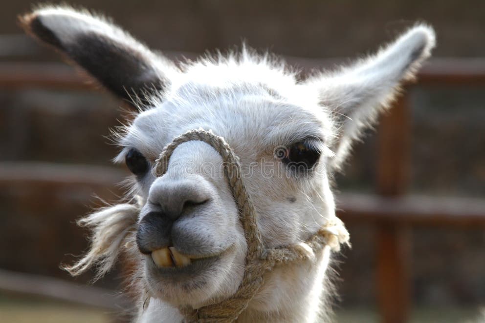 Portrait eines Lamas stockbild. Bild von anden, süd, tiere - 17179935