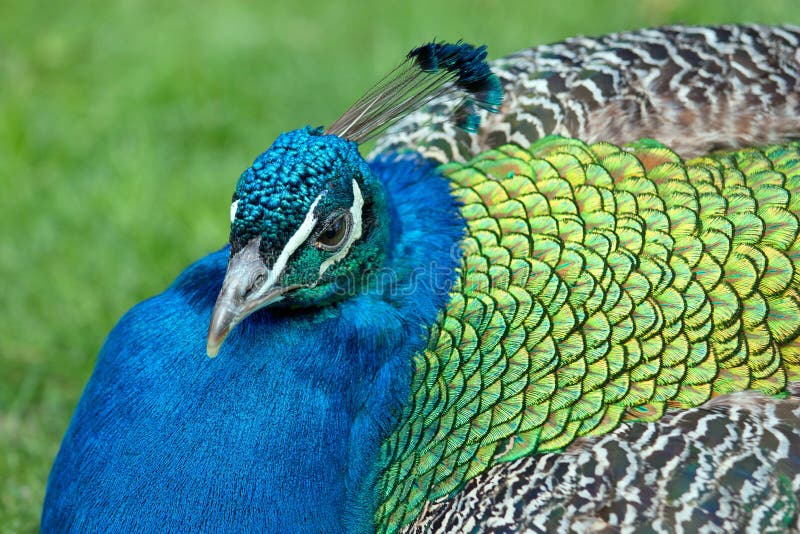 Portrait eines Pfaus stockbild. Bild von biologie, pfau - 25372231