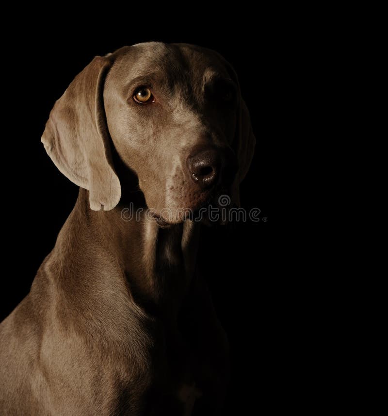 Portrait eines weimaraner stockfoto. Bild von braun, sitzt - 13779188