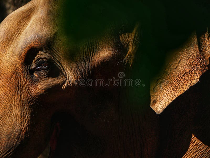 Portrait of elephant stock image. Image of painting - 211841763
