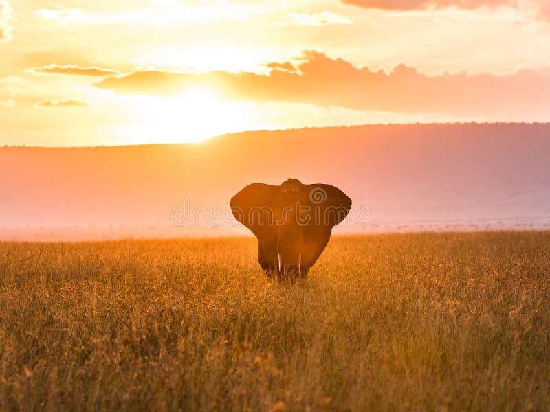 Portrait of an Elephant in the Backlight of the Sunset Stock Photo ...