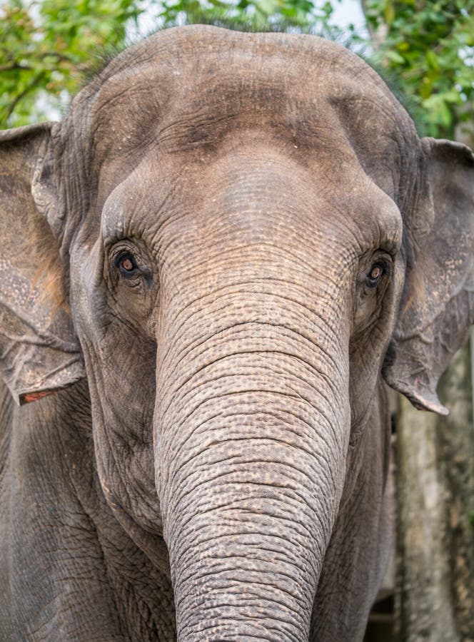 Portrait of elephant stock photo. Image of portrait, nature - 44398734
