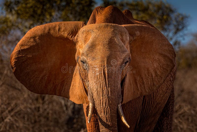 Portrait of an Elephant in the Tsavo National Park, Kenya Stock Image ...