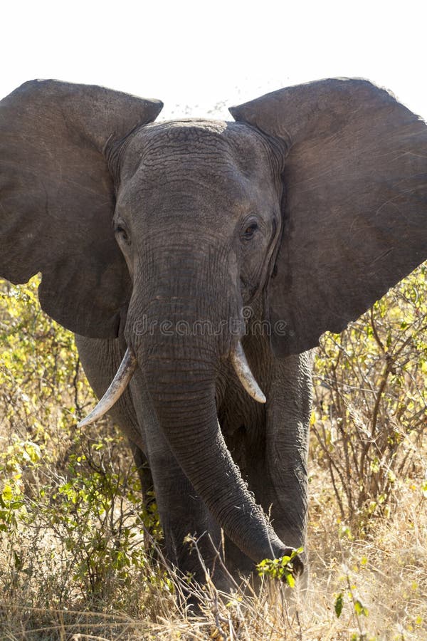 Portrait of elephant stock photo. Image of elephant, loxodonta - 5542844