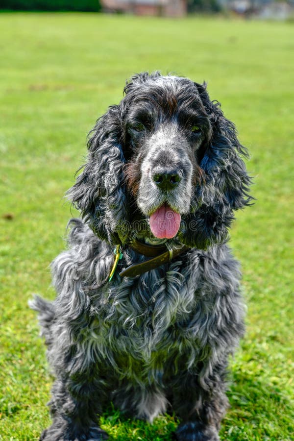 Cocker stock photo. Image of portrait, pedigree, english - 124793134
