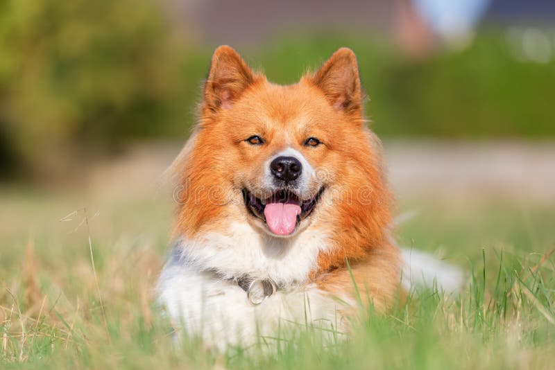 Portrait of an Elo Dog Lying on the Meadow Stock Photo - Image of ...