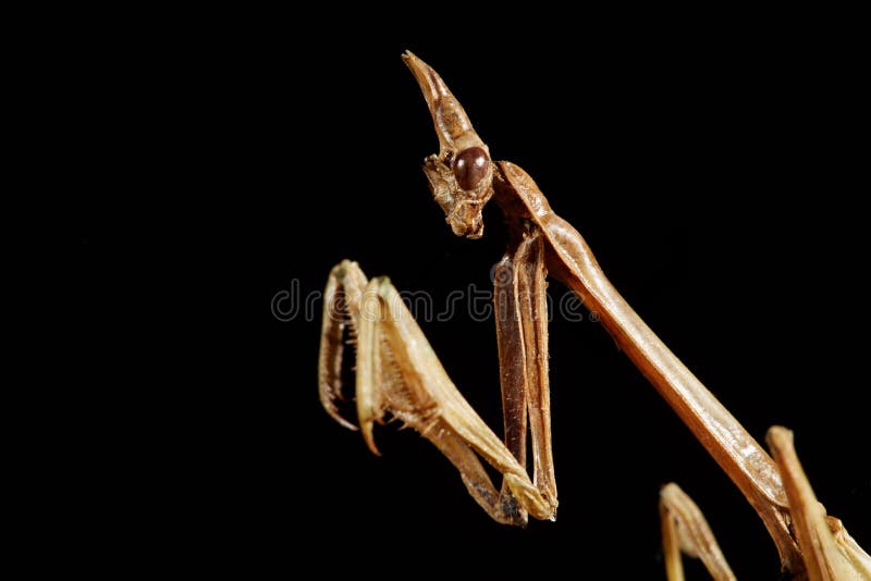 Portrait Empusa. Dry Insect from the Collection Stock Photo - Image of ...
