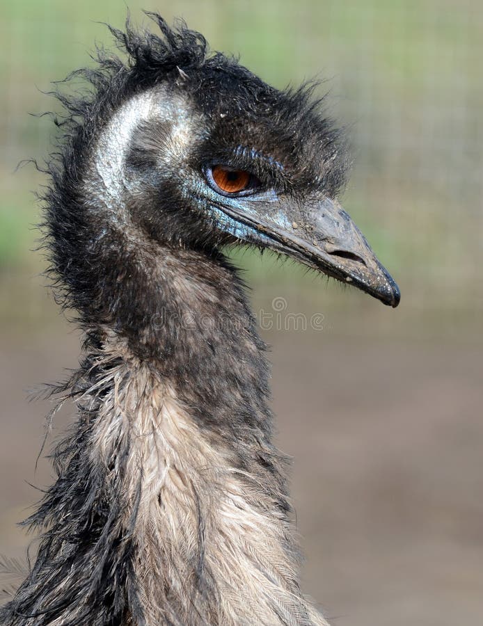 Portrait of an Emu stock image. Image of australian, nomadic - 23801455