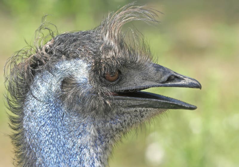 Portrait of a Emu stock image. Image of nature, neck - 29340969