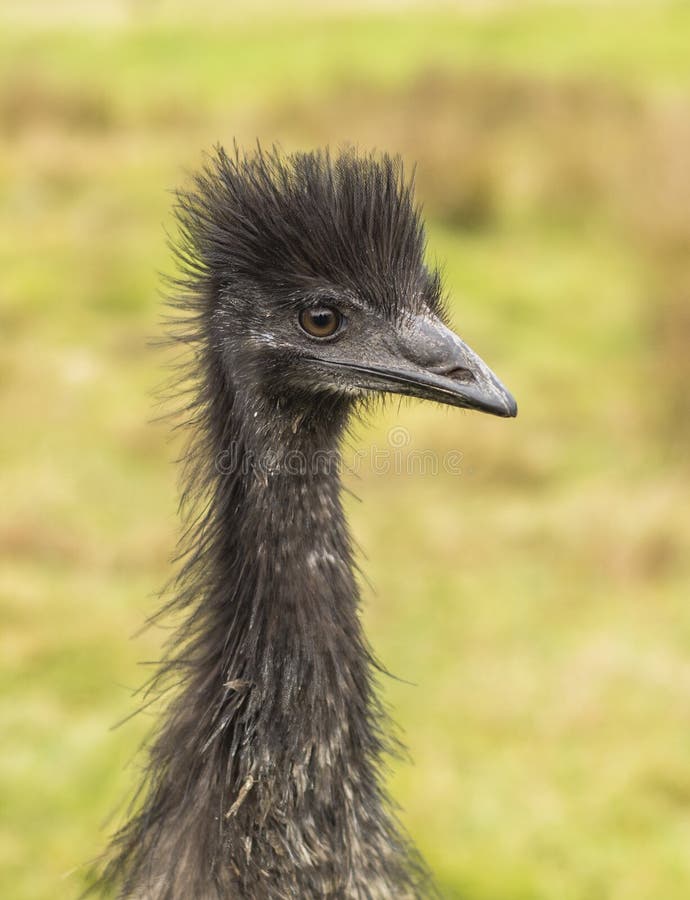 243 Young Emu Grass Stock Photos - Free & Royalty-Free Stock Photos ...