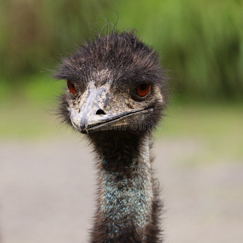 Portrait of a Emu Face stock image. Image of large, flightless - 80937039