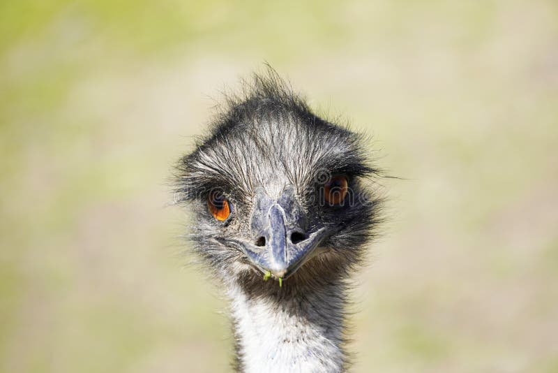 Portrait of an emu stock photo. Image of ratite, dromaius - 217433108