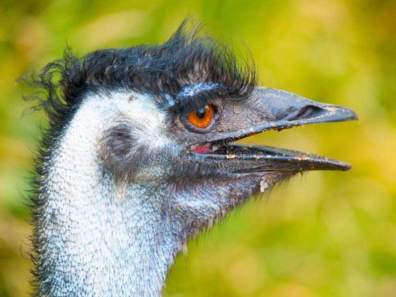 Portrait of Emu with Open Beak. the Second Largest Bird of World ...