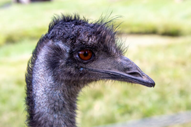 Portrait of an emu stock photo. Image of format, horizontal - 238130310