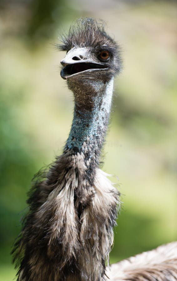 Portrait of Emu stock photo. Image of mountains, animal - 66162866