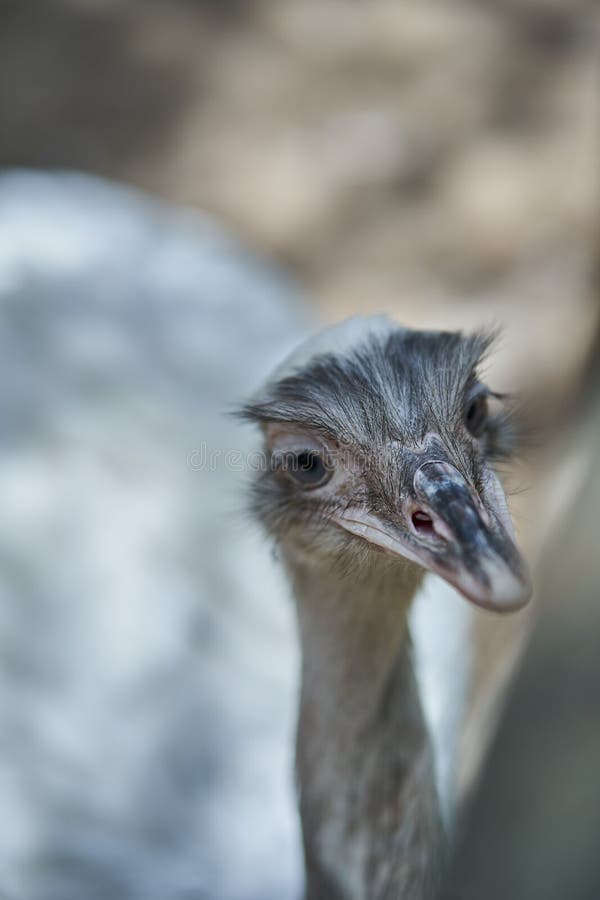 Portrait of an emu stock photo. Image of australian - 177846182