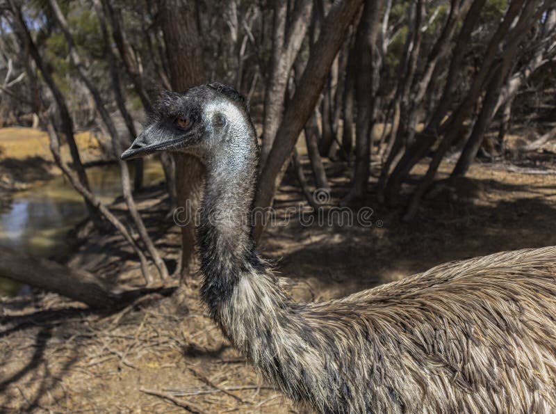 A Portrait of an Emu stock image. Image of australian - 183821769