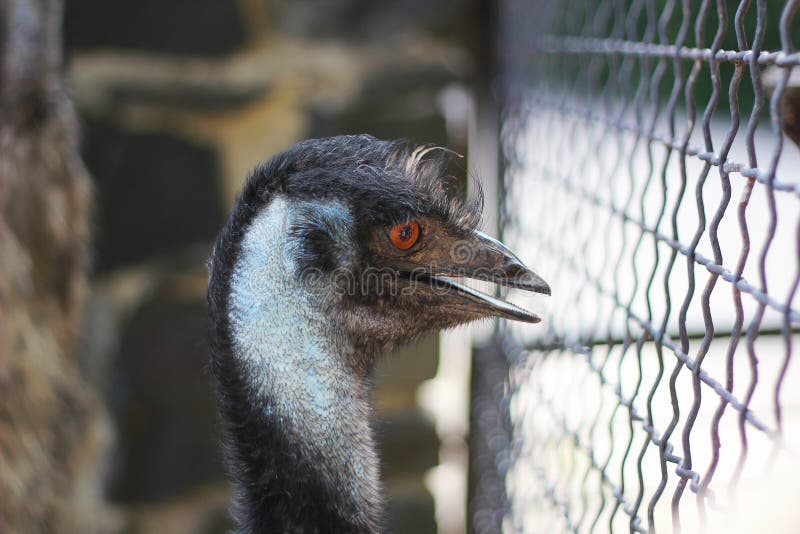 Portrait of an Emu at a Zoo Stock Image - Image of beak, park: 71177715