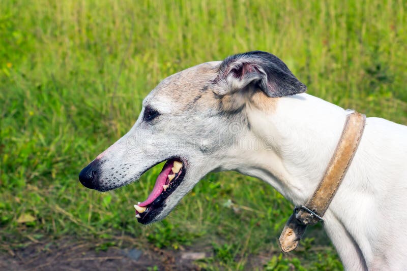 Portrait English greyhound stock image. Image of coat - 97549539