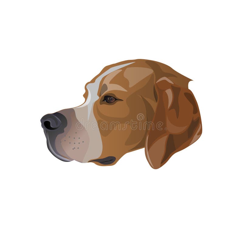 English pointer hunting stock vector. Illustration of grass - 135352879