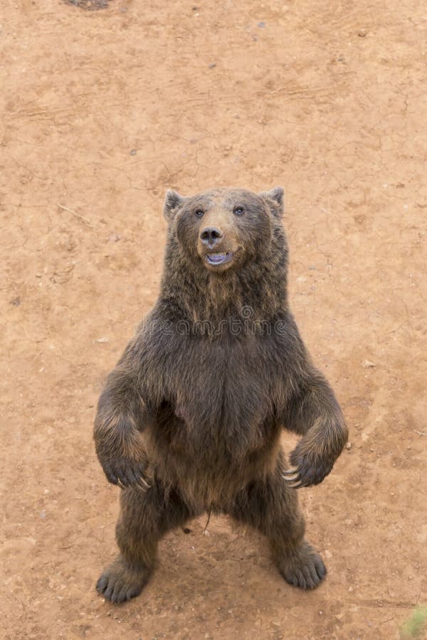 Bear Raised on Its Hindquarters Stock Photo - Image of waiting, fauna ...