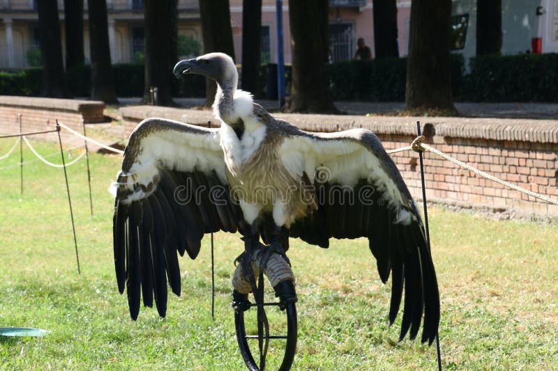 Portrait of the Eurasian Griffon Bird of Prey Species Stock Photo ...