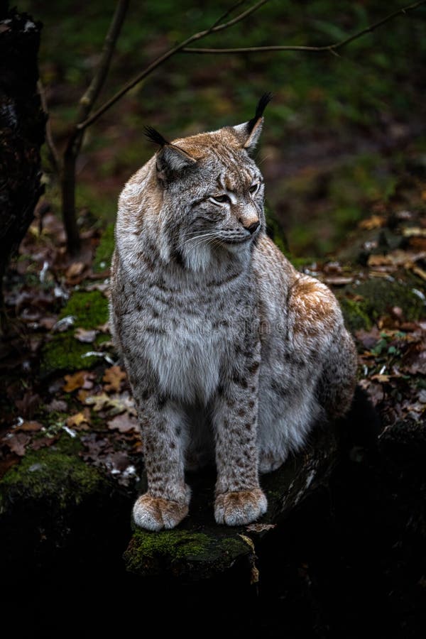 Portrait of an Eurasian Lynx Stock Image - Image of european, beauty ...