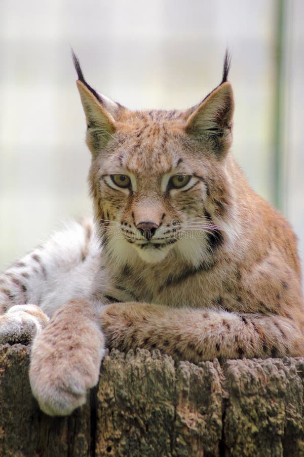 The Eurasian Lynx, Also Called Northern Lynx Stock Photo - Image of ...