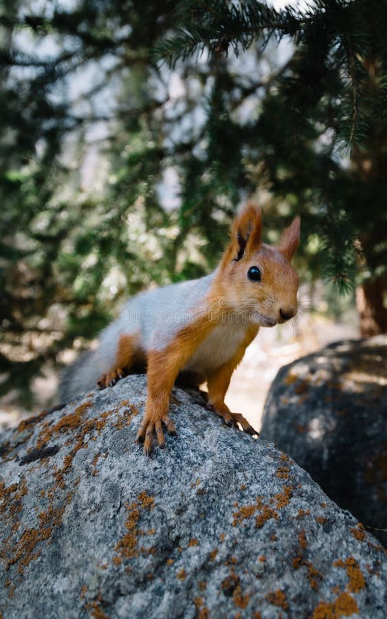 Portrait of Eurasian Red Squirrel Stock Photo - Image of curious, cold ...