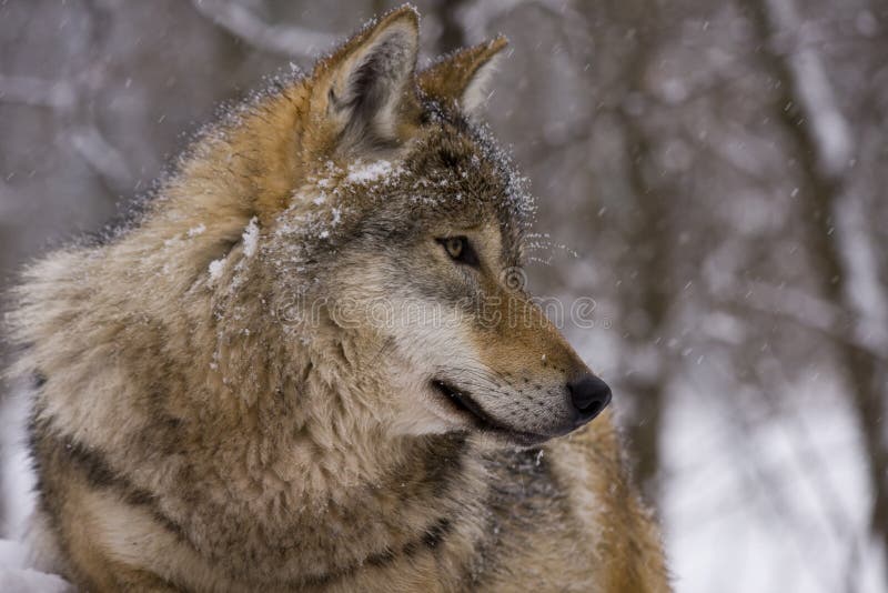 Portrait of an European Grey Wolf Stock Photo - Image of europe, face ...