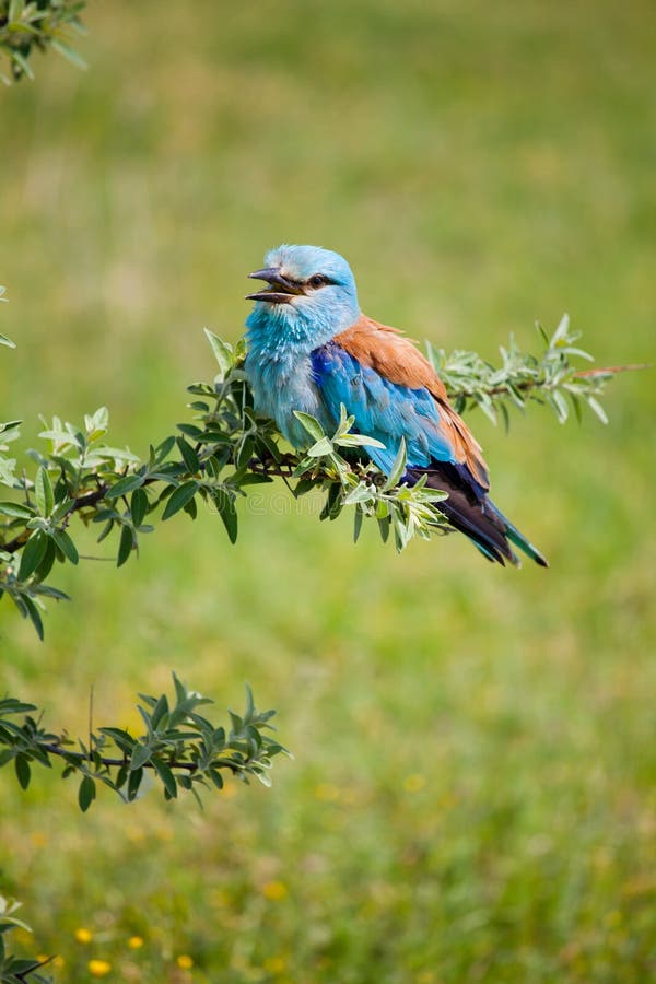 Portrait of an European Roller Stock Image - Image of colorful, feather ...