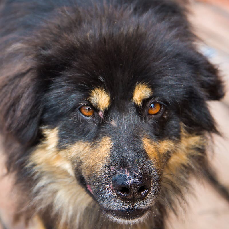 Portrait of an Evil Homeless Dog Stock Image - Image of home, fear ...