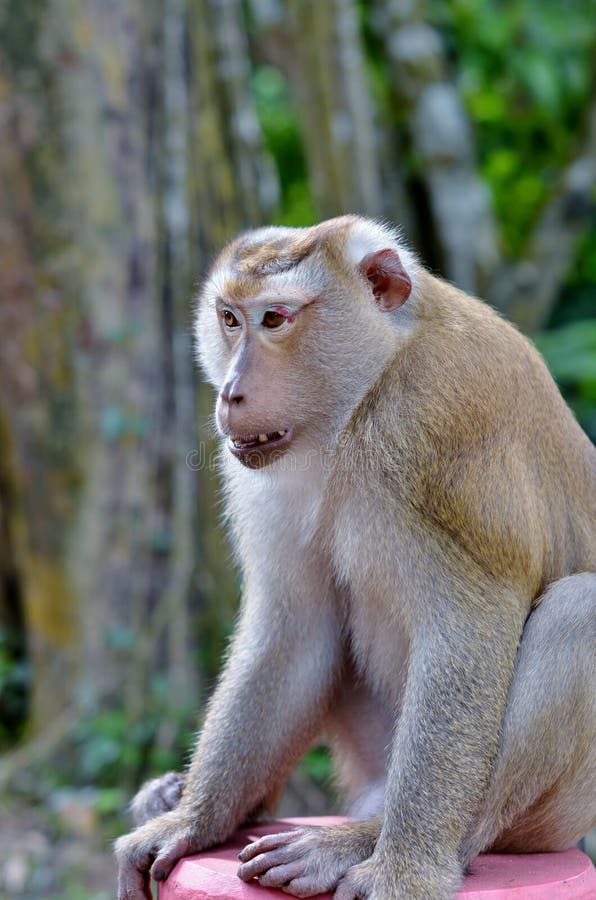 Portrait of an evil monkey stock photo. Image of feeds - 65694066