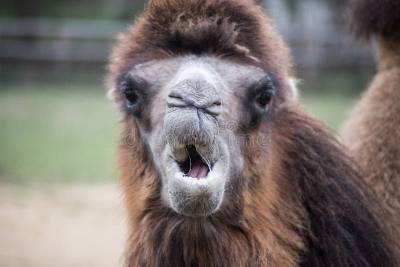 Expressive Camel Looking the Camera Stock Photo - Image of domesticated ...