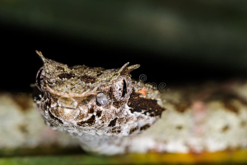 Portrait of Eyelash Pitviper Stock Image - Image of insect, wildlife ...