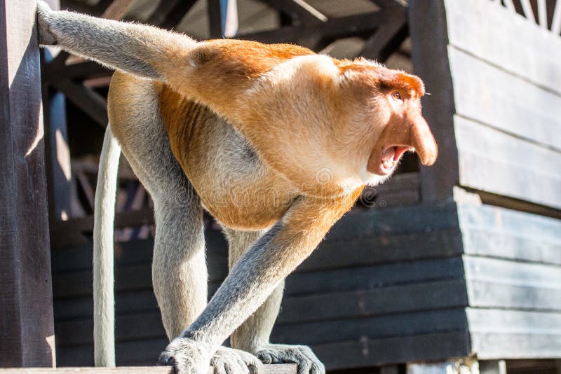 Portrait of Fabulous Long-nosed Monkey Stock Image - Image of borneo ...
