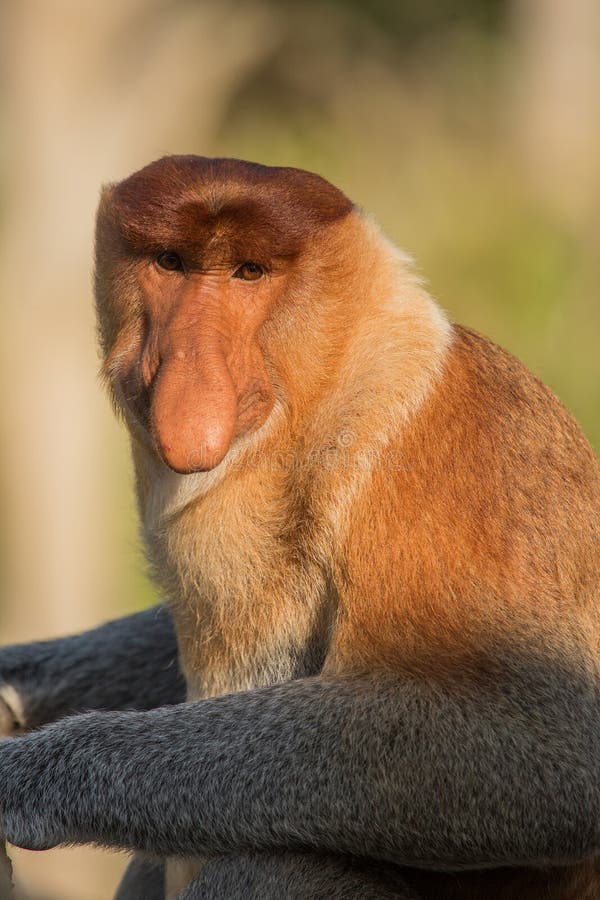 Portrait of Fabulous Long-nosed Monkey Stock Image - Image of rare ...