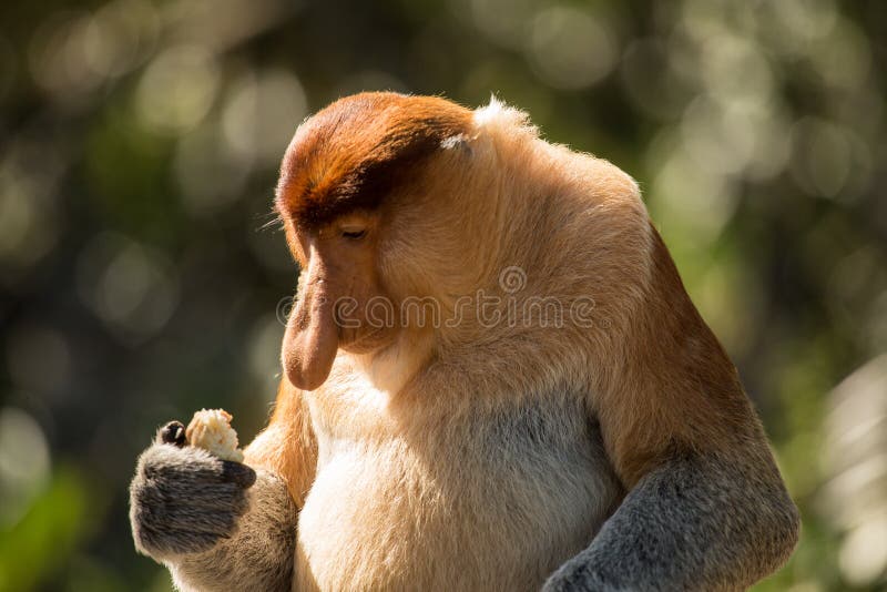 Portrait of Fabulous Long-nosed Monkey Stock Photo - Image of long ...