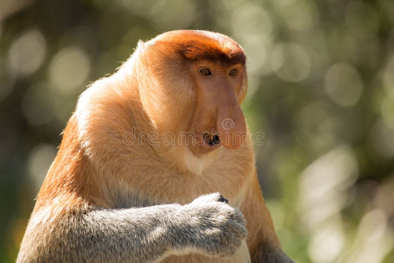 Portrait of Fabulous Long-nosed Monkey Stock Photo - Image of malaysia ...