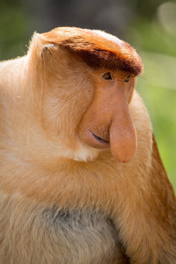 Portrait of Fabulous Long-nosed Monkey Stock Photo - Image of animal ...
