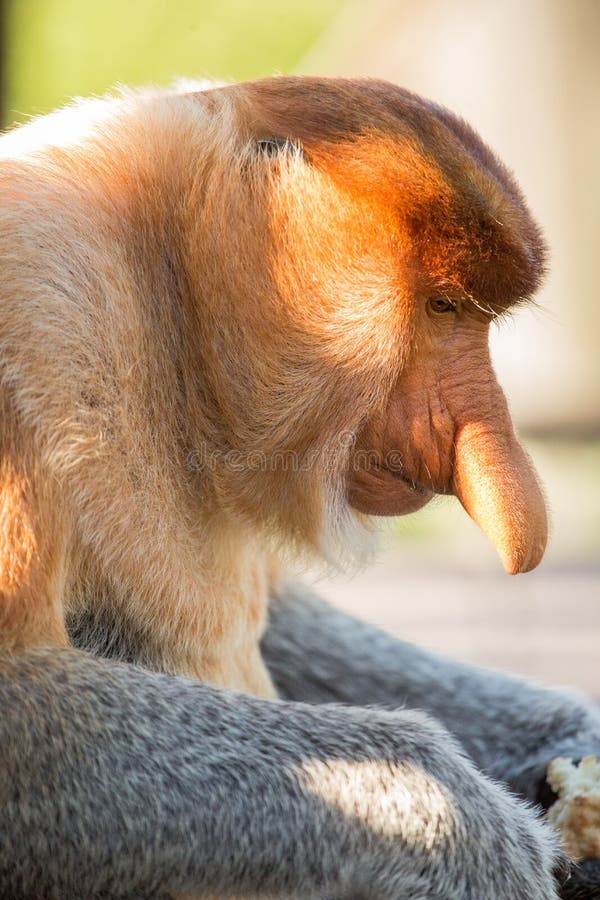 Portrait of Fabulous Long-nosed Monkey Stock Image - Image of malaysia ...