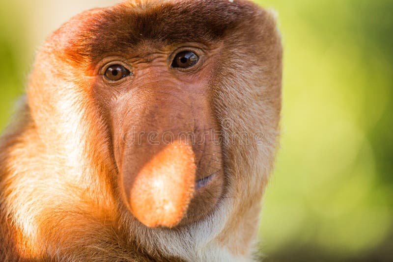 Portrait of Fabulous Long-nosed Monkey Stock Photo - Image of longnosed ...