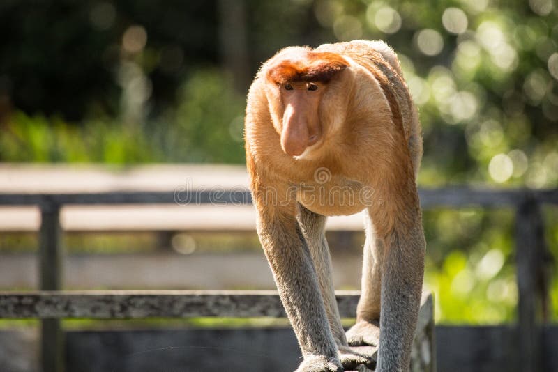 Portrait of Fabulous Long-nosed Monkey Stock Image - Image of jungle ...