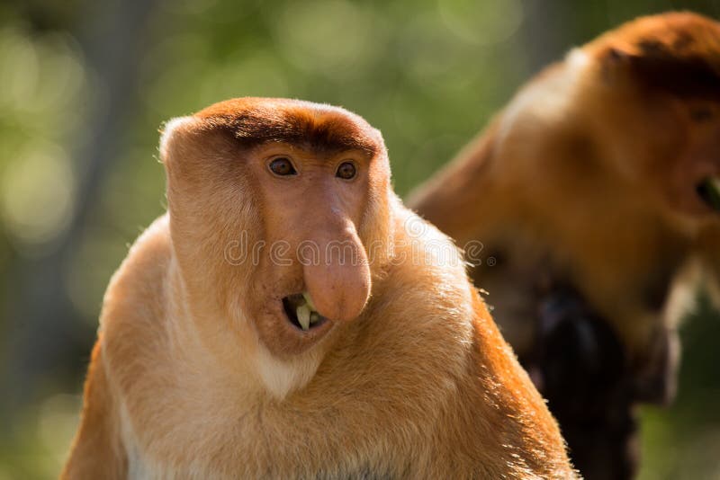 Portrait Of Fabulous Long-nosed Monkey Stock Photo - Image of jungle ...