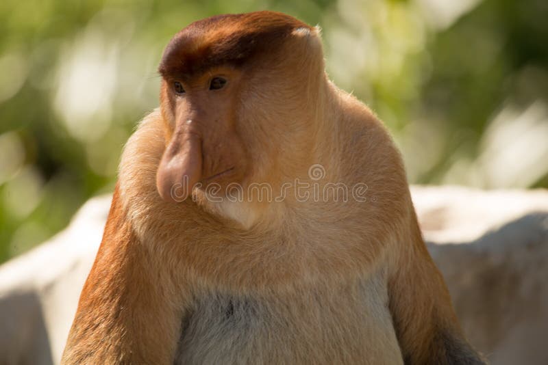 Portrait Of Fabulous Long-nosed Monkey Stock Image - Image of jungle ...